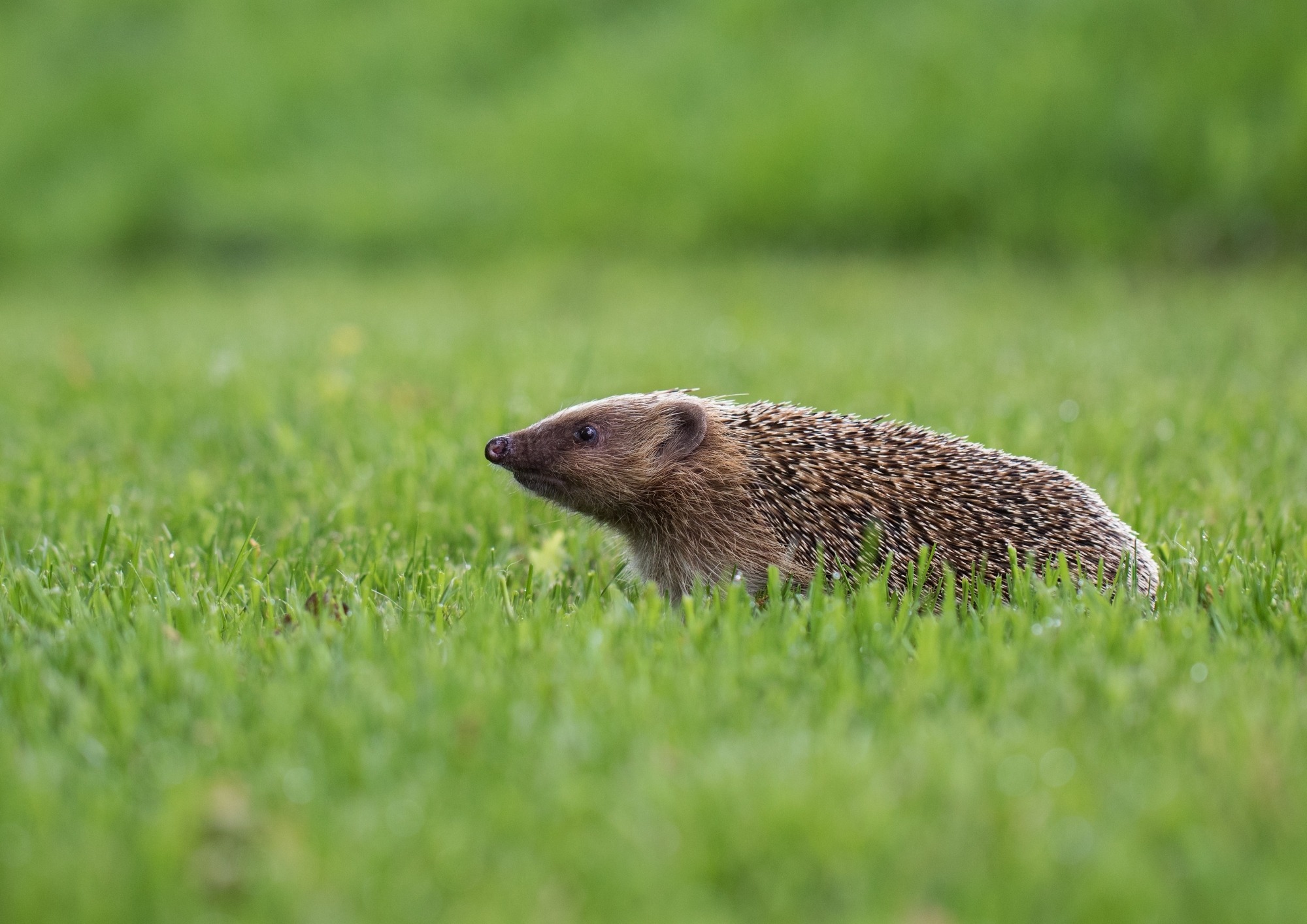 Enrayer le déclin de la biodiversité et bâtir des territoires ...